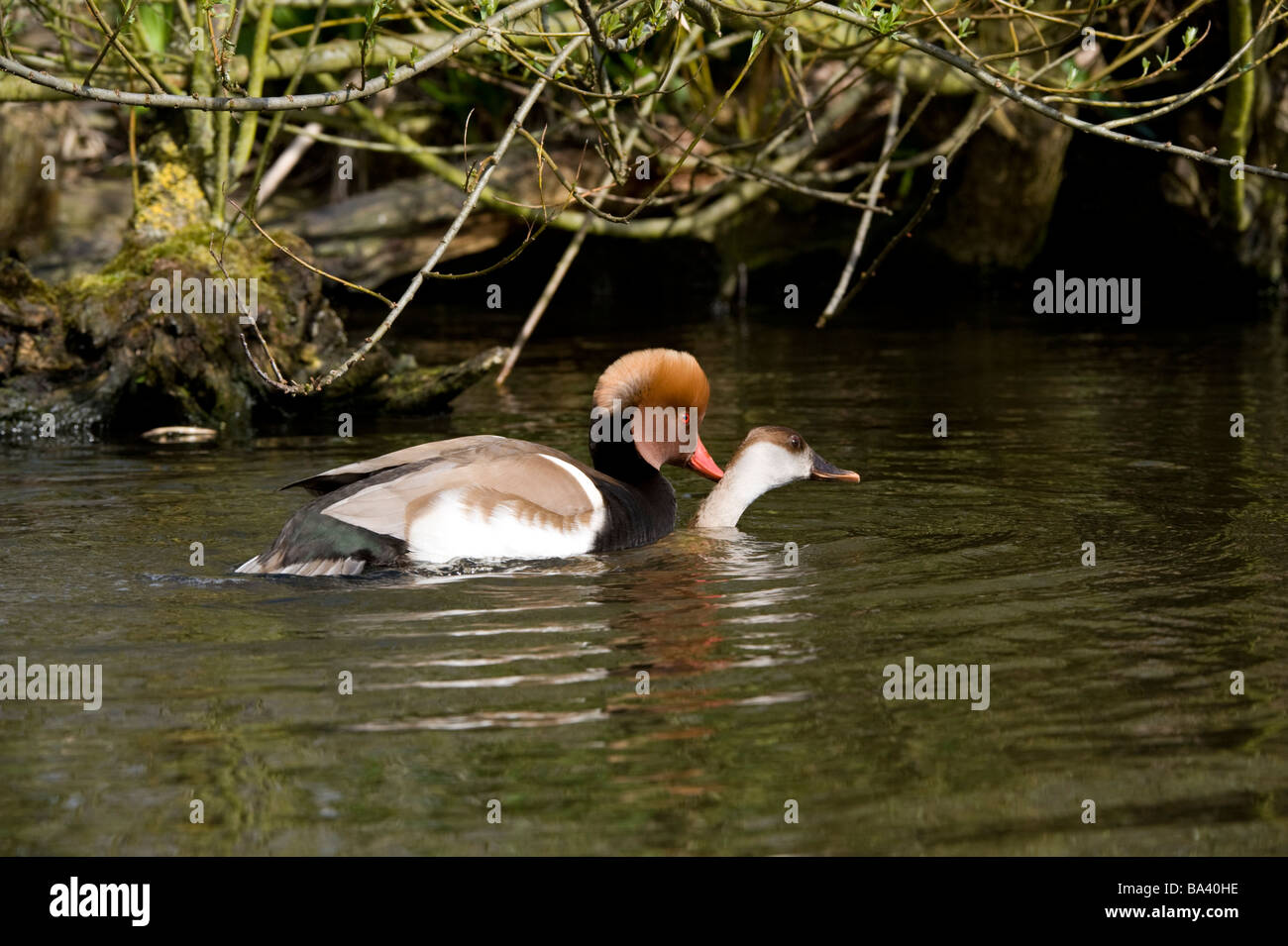 Mating adults hi-res stock photography and images - Alamy