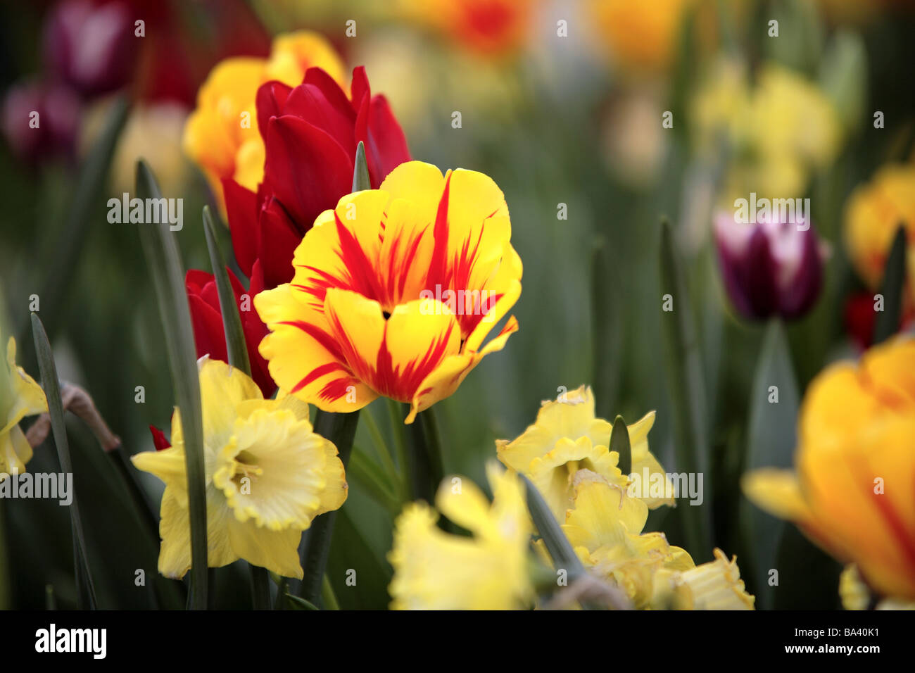 Garden bed colorfully hi-res stock photography and images - Alamy