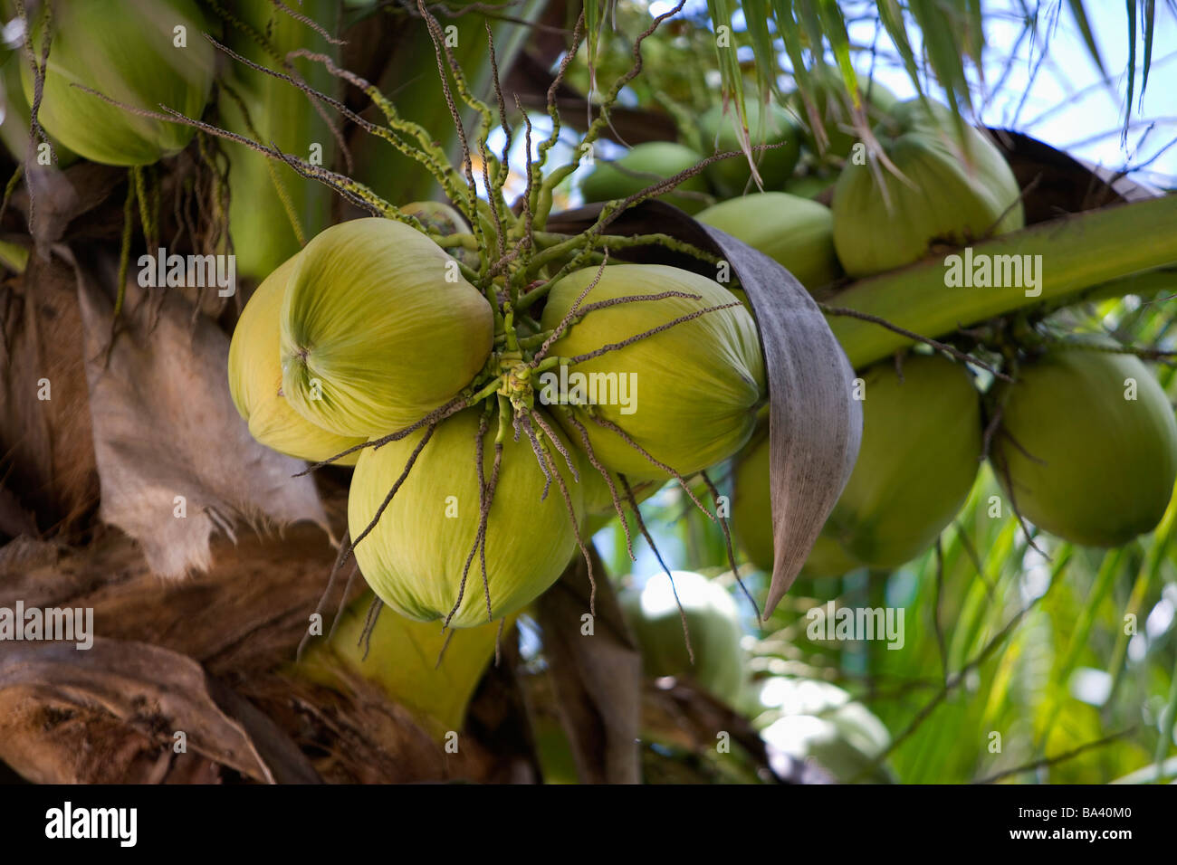 Asia China Hainan Island Sanya Coconut Palm Tree Stock Photo - Alamy