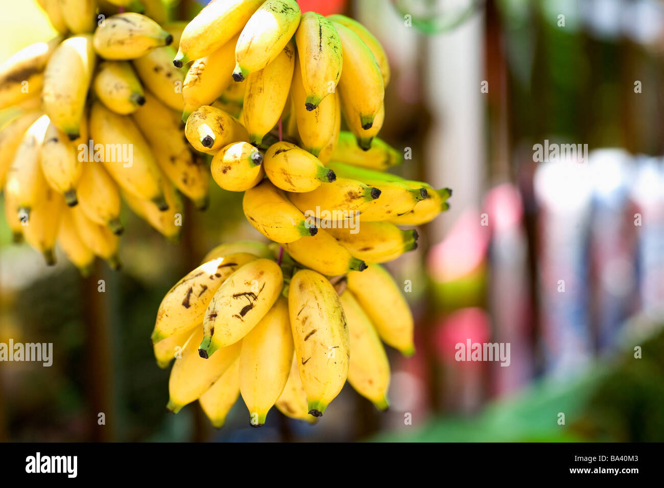 Asia China Hainan Island Sanya Bunches of bananas Stock Photo - Alamy