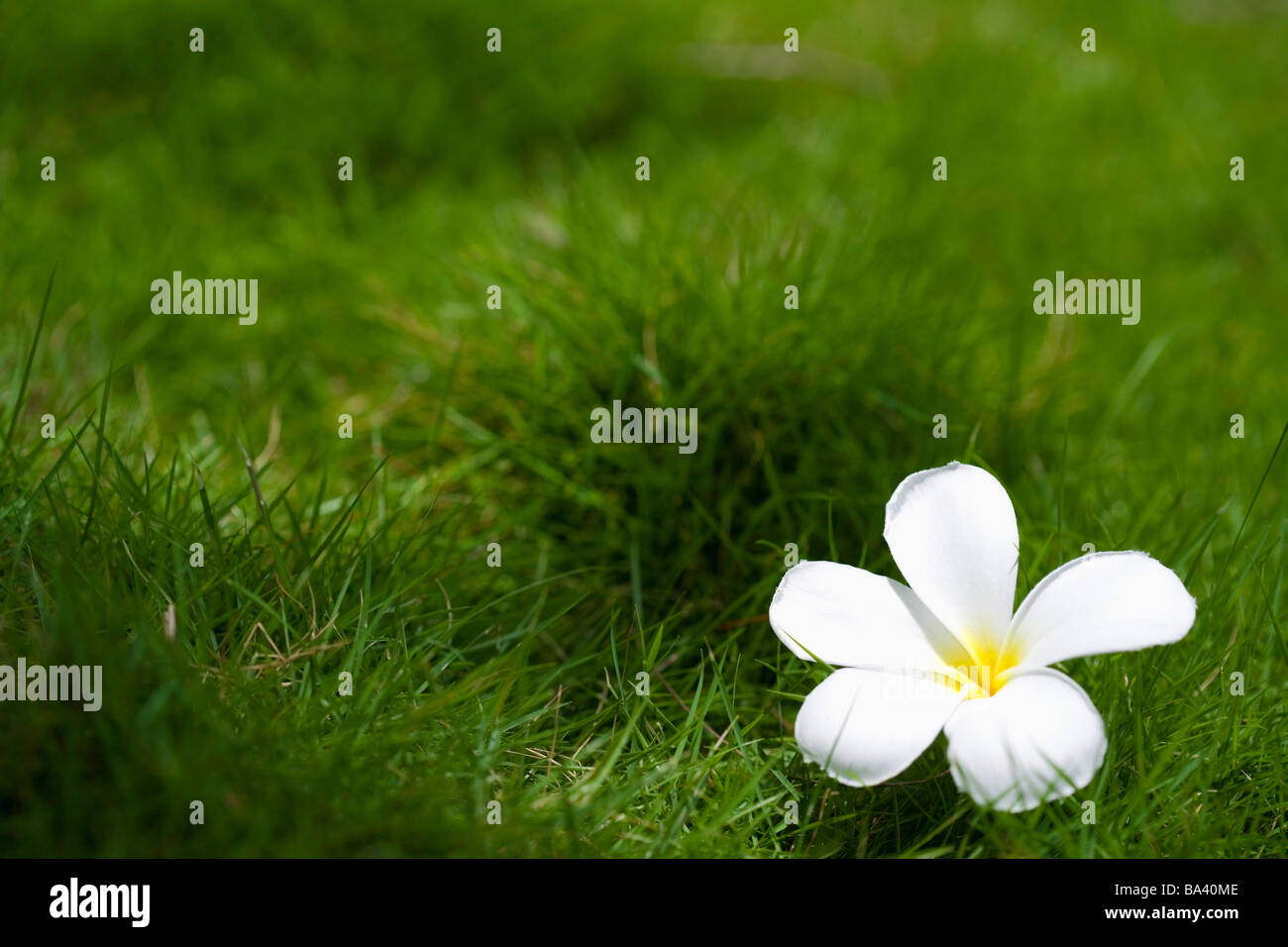 Asia China Hainan Island Sanya Single white flower in grass Stock Photo ...