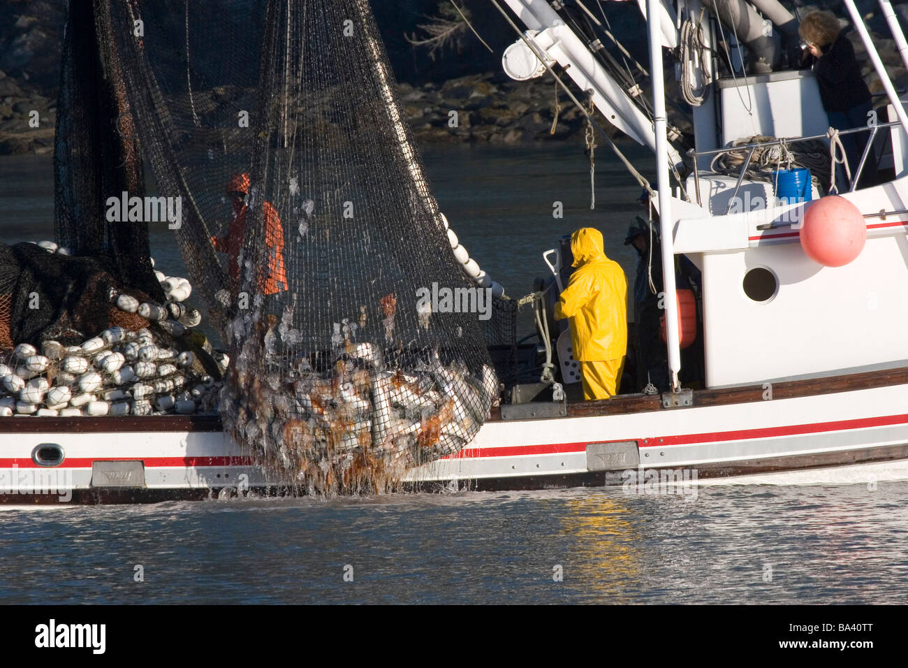 Commercial seiner bringing in net w/load of silver salmon Port Valdez ...