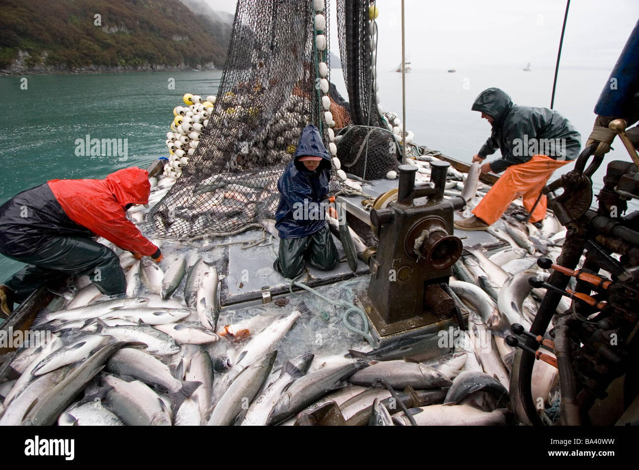 Crew of Commercial seiner load their catch of silver salmon into hold ...