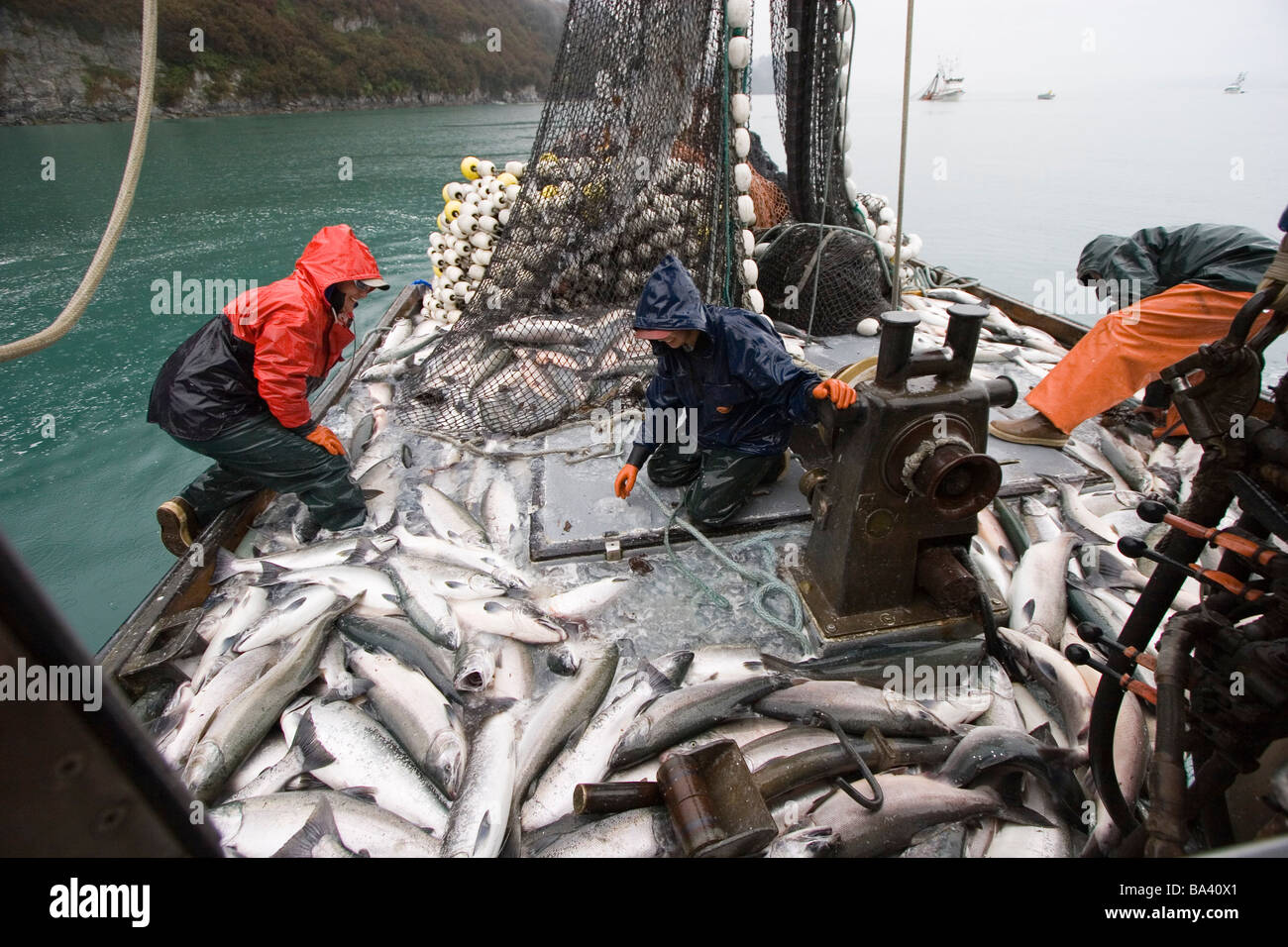 Crew of Commercial seiner load their catch of silver salmon into hold ...