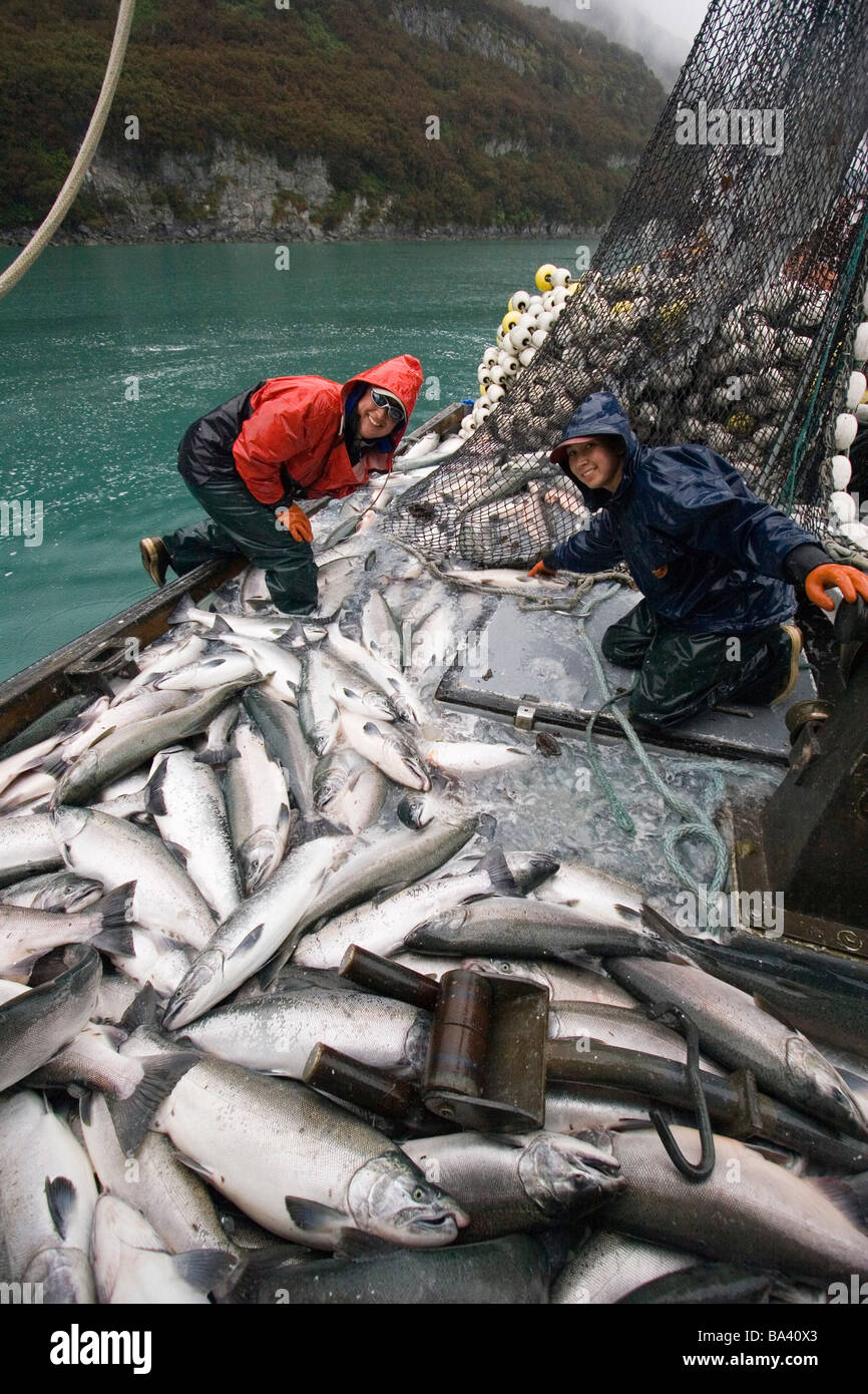 Crew of Commercial seiner load their catch of silver salmon into hold ...