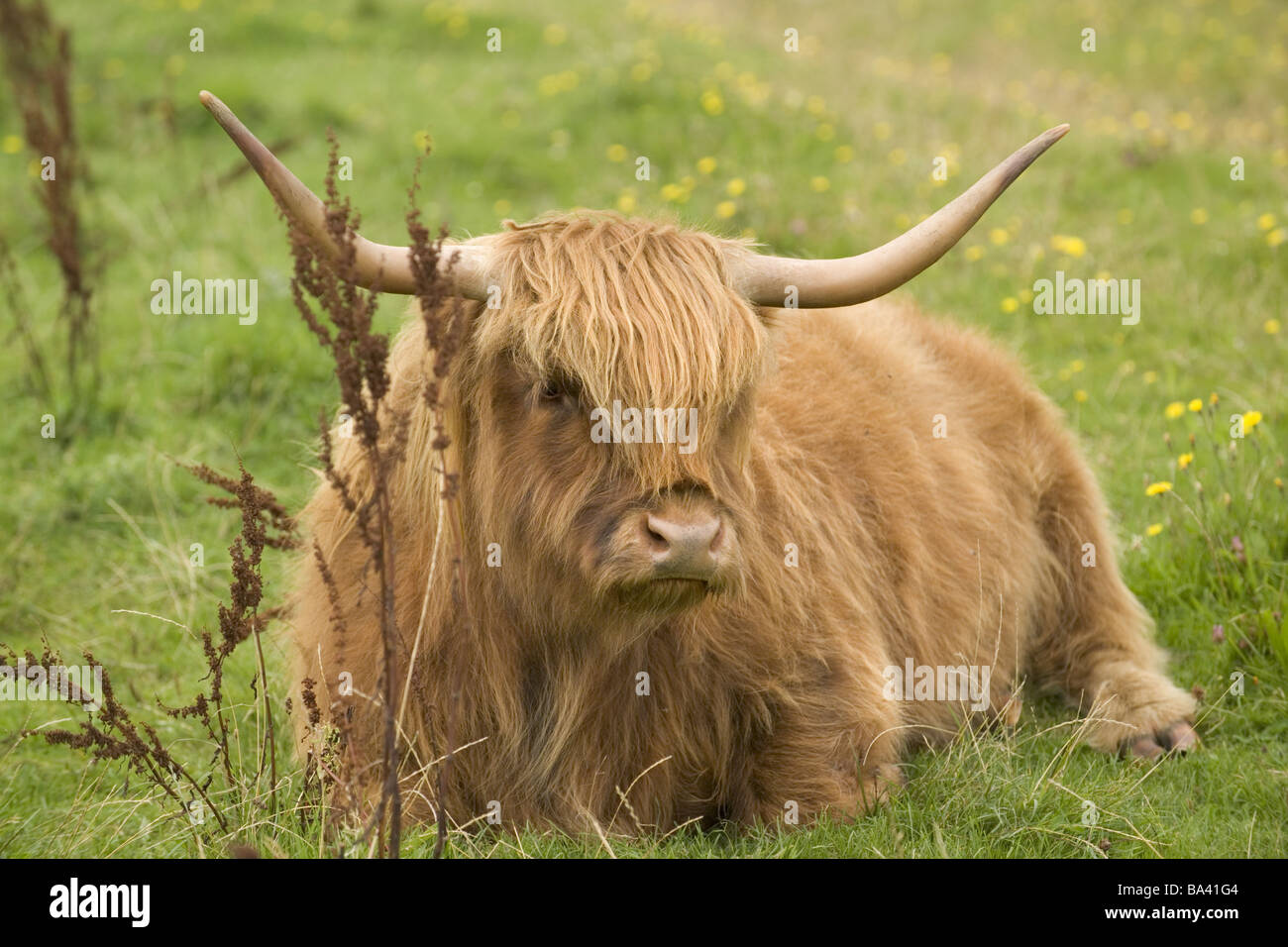 Bos species hi-res stock photography and images - Alamy