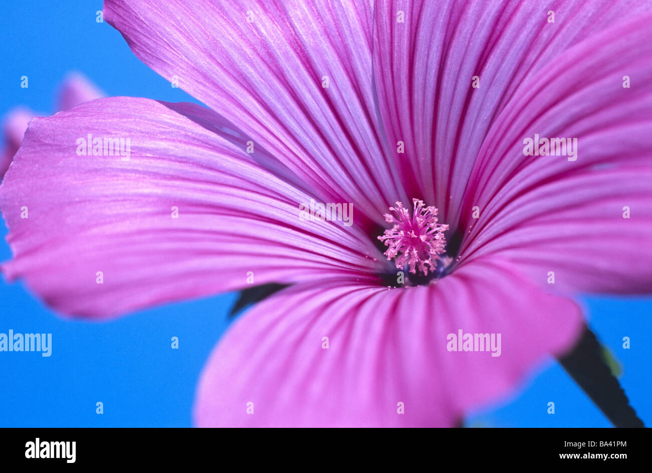 Lavatera species hi-res stock photography and images - Alamy