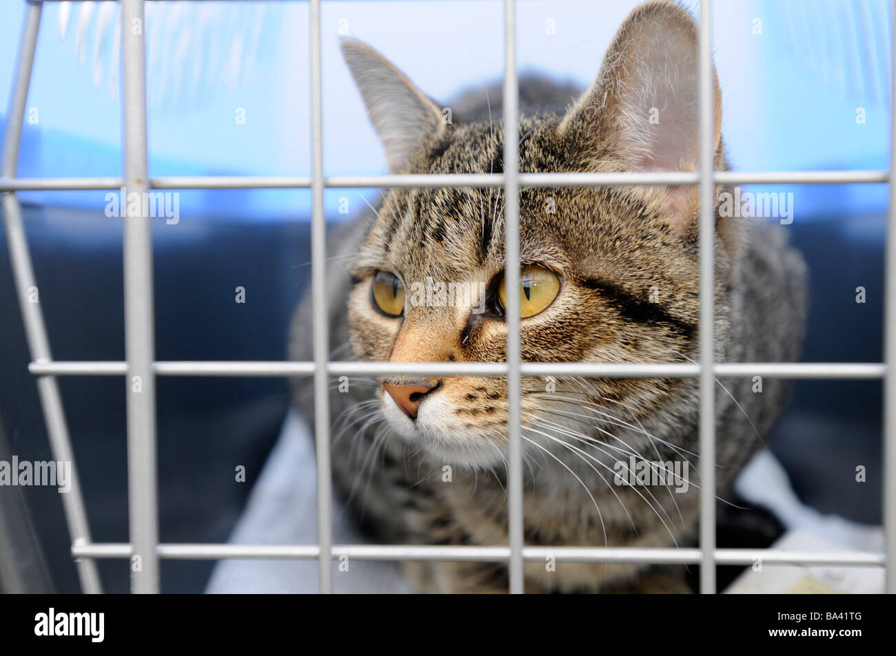 Cat behind bars of basket Stock Photo - Alamy