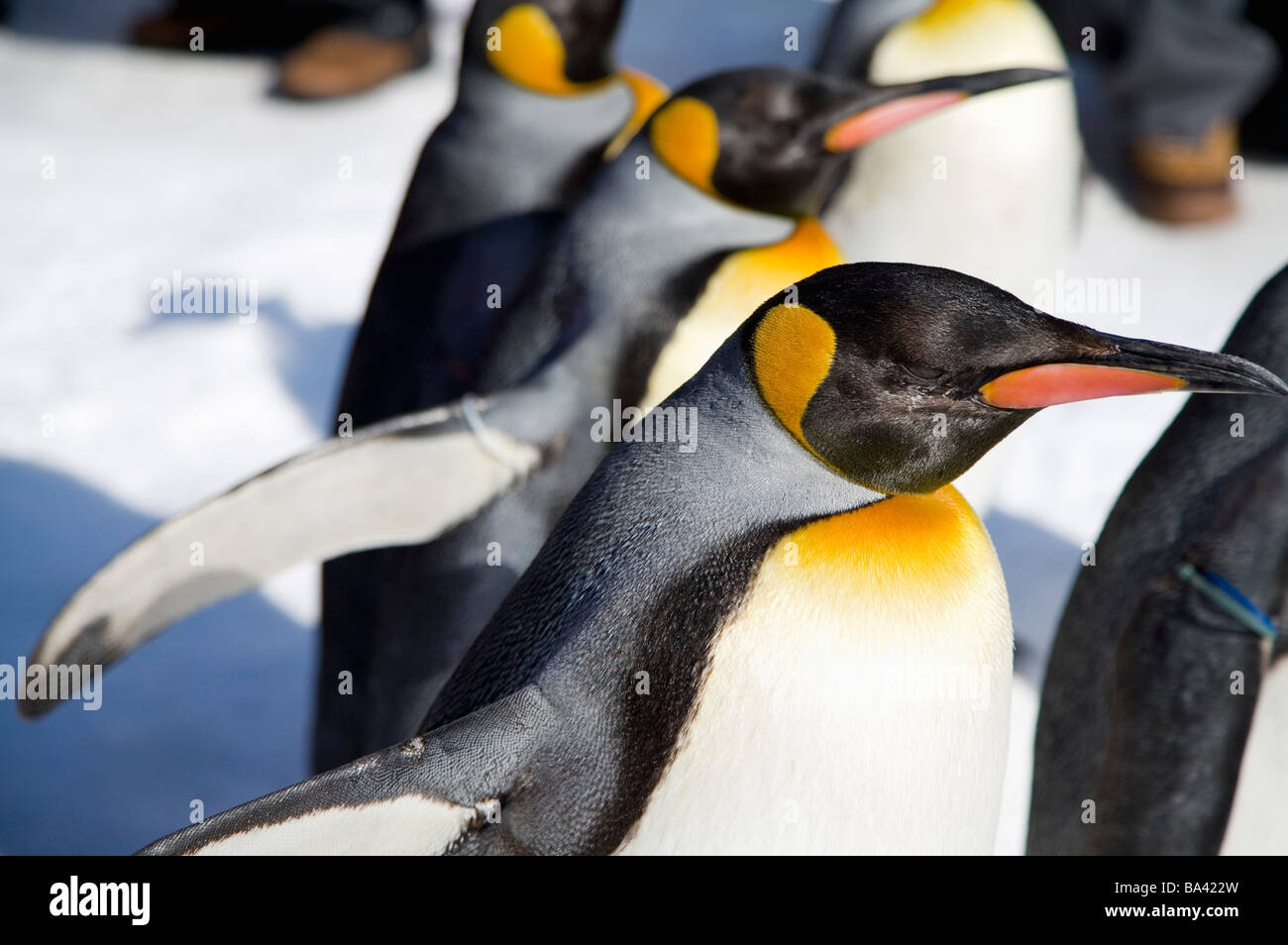 Animal japan animals medium hi-res stock photography and images - Alamy