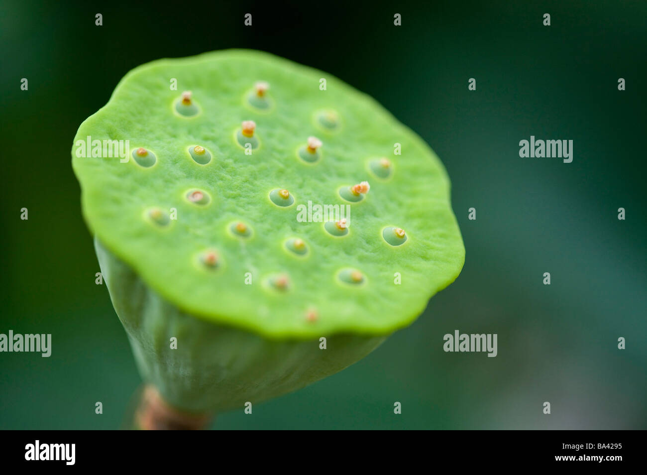 Lotus flower seed pod Stock Photo - Alamy