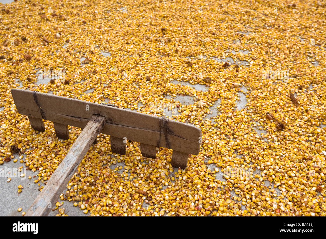 Corn kernels image hi-res stock photography and images - Alamy
