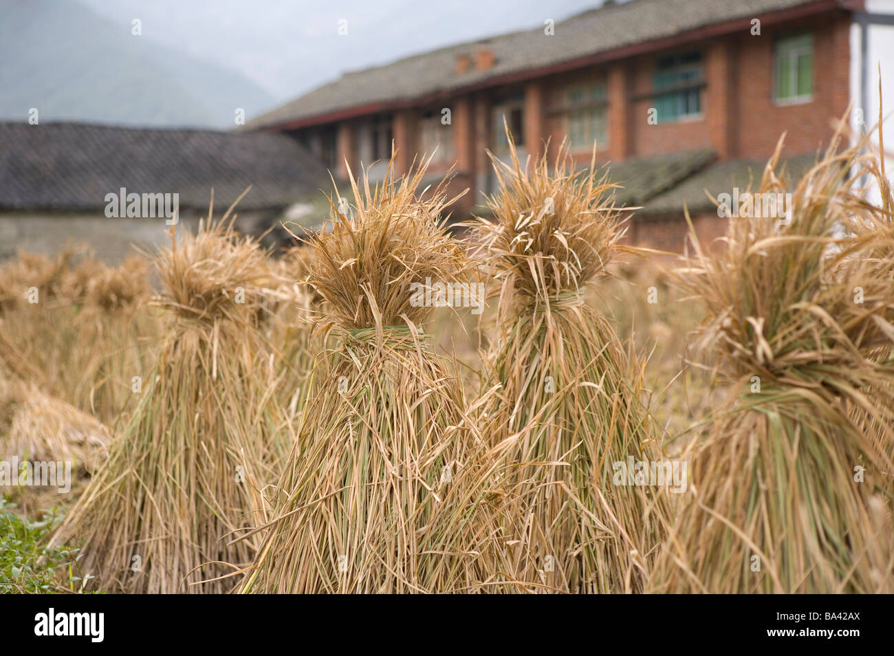 Rural Scene rice crop drying in field Stock Photo - Alamy