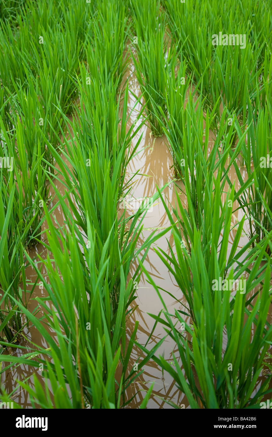 Rice field full frame Stock Photo - Alamy