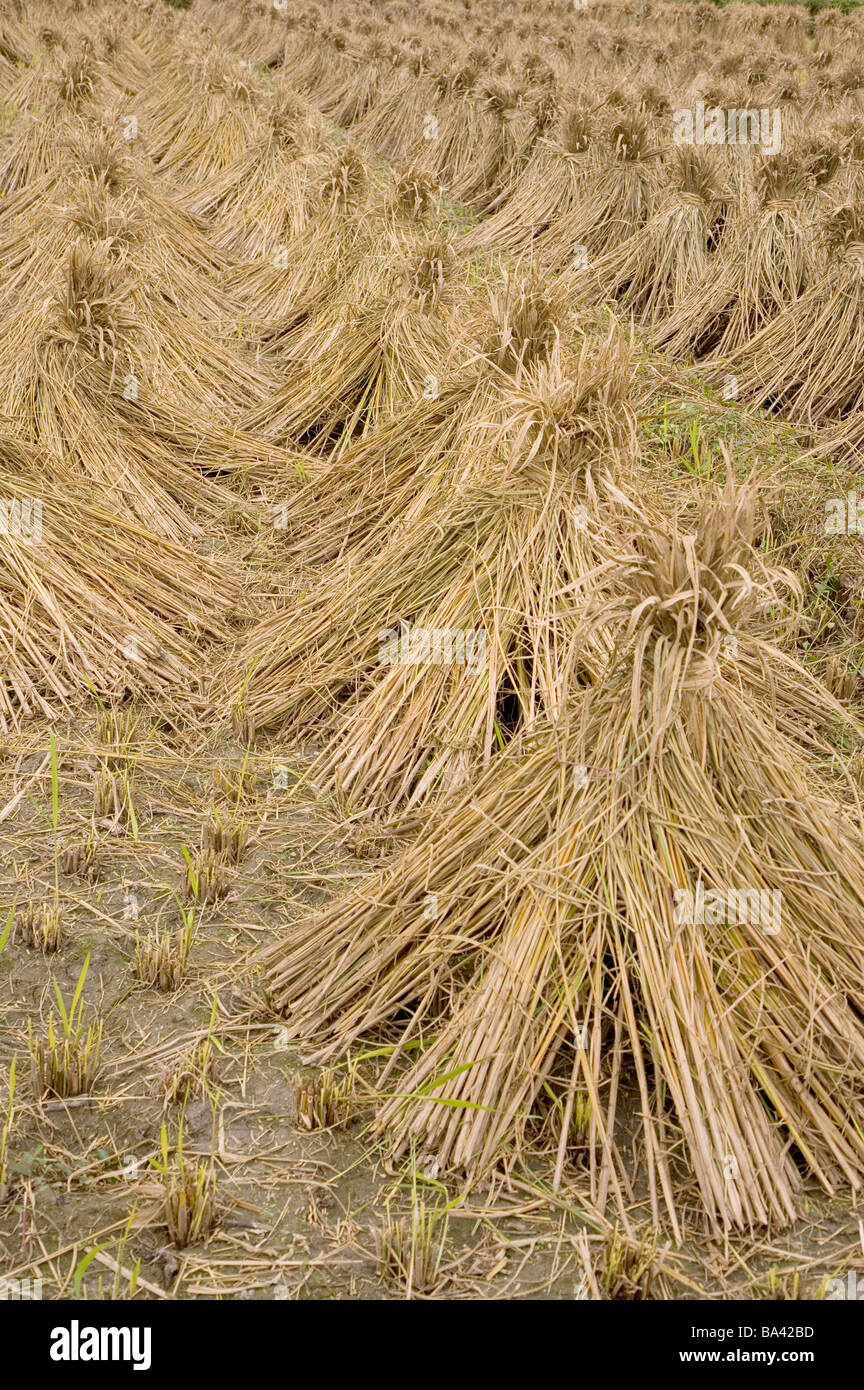 Rice crop drying on field Stock Photo - Alamy
