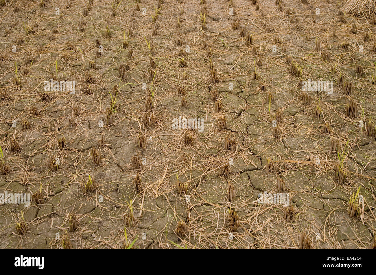 Rice paddy in dry soil Stock Photo - Alamy