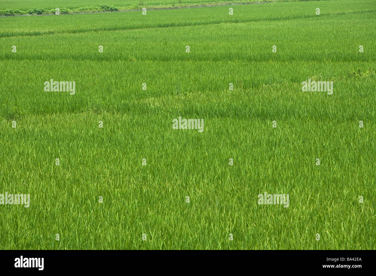 Anhui rice field hi-res stock photography and images - Alamy