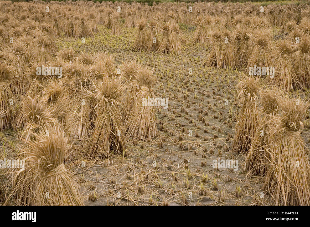 Rice crop drying on field Stock Photo - Alamy