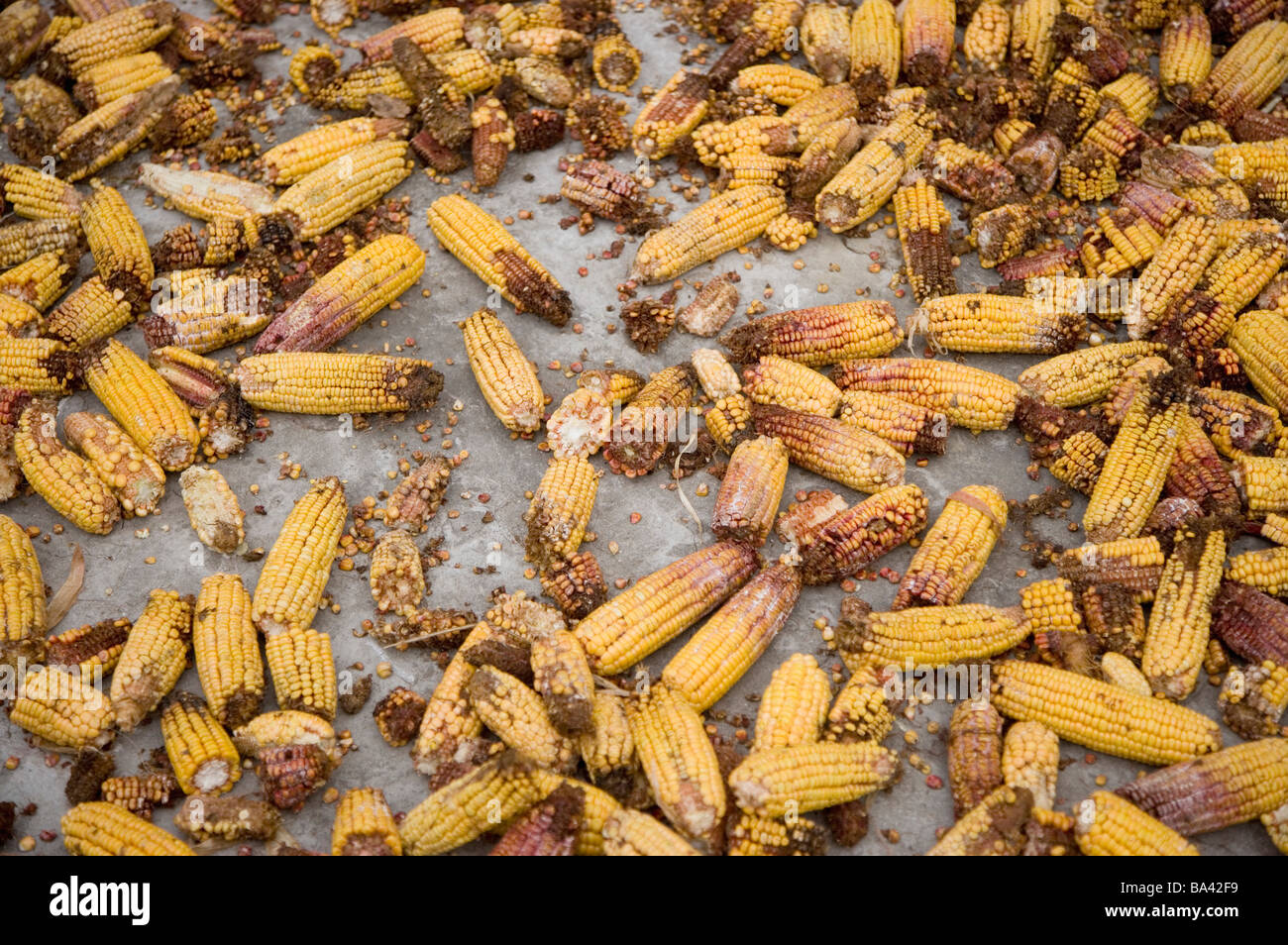 Rotting corn hi-res stock photography and images - Alamy
