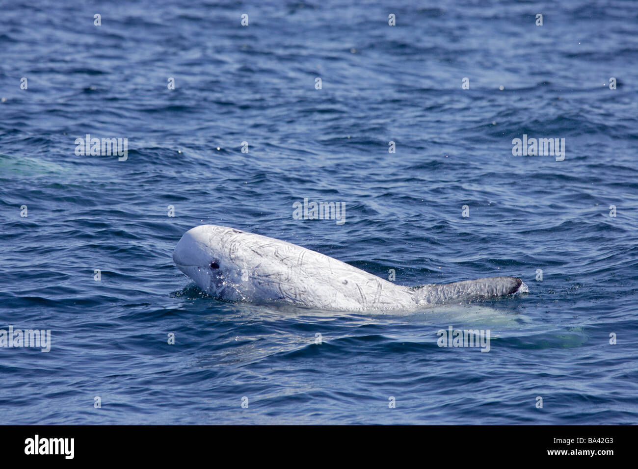 Risso’s dolphin hi-res stock photography and images - Alamy
