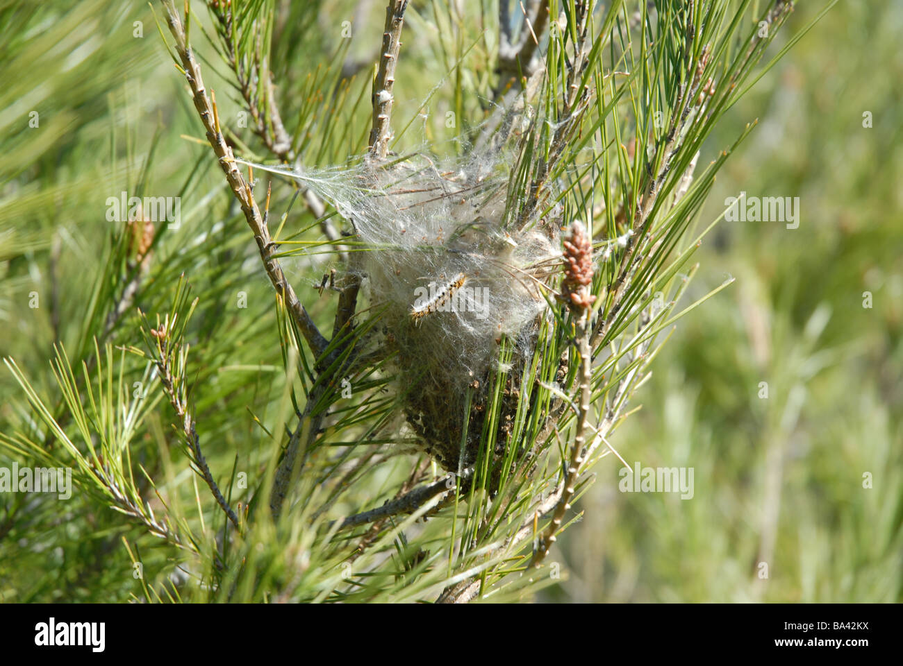 Thaumetopoea pityocampa pine processional caterpillar hi-res stock ...