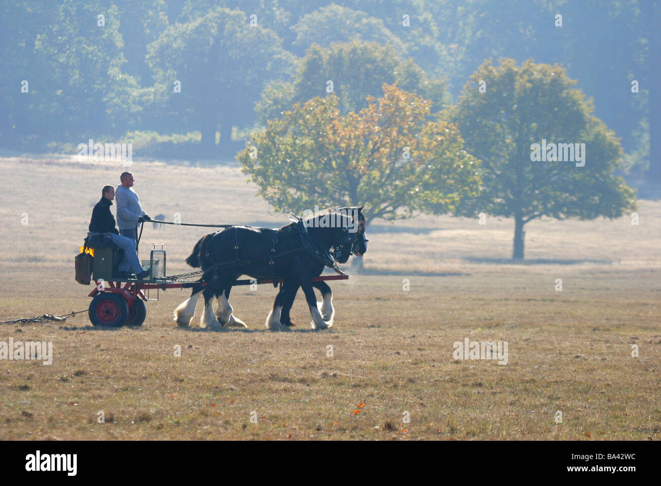 Traditional shire horses hi-res stock photography and images - Alamy