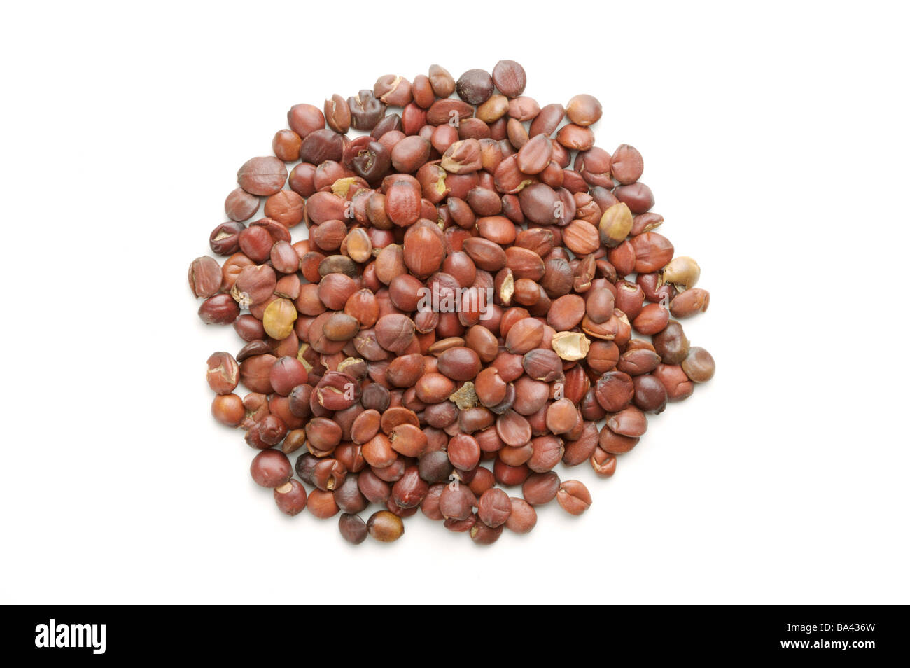 Spine Date Seeds Stock Photo - Alamy