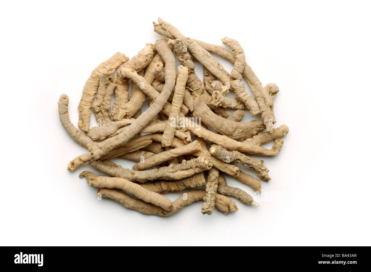 Chinese herbal medicine Thinleaf Milkwort Roots Stock Photo - Alamy