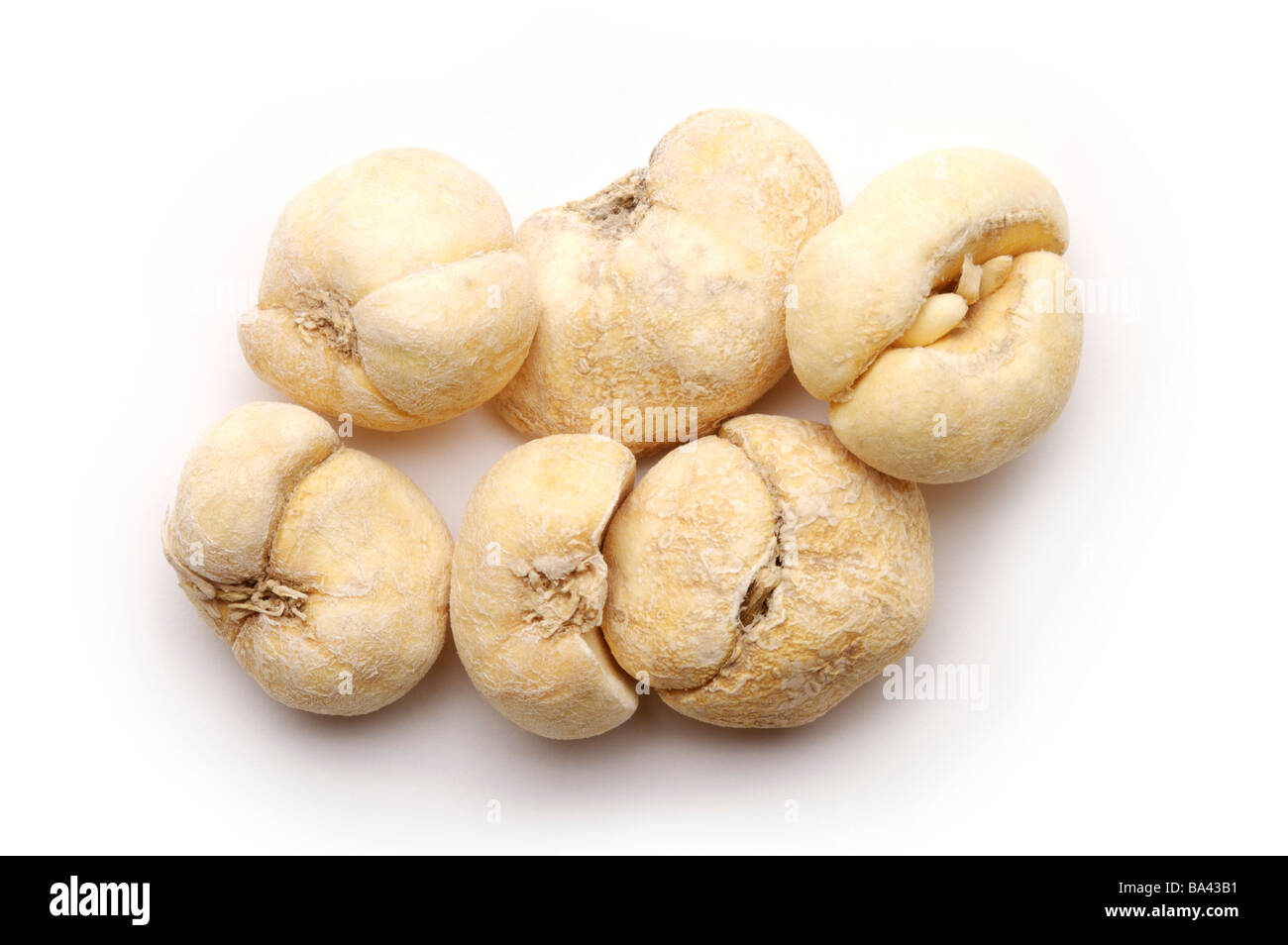 Thunberg Fritillary Bulb against white background Stock Photo - Alamy