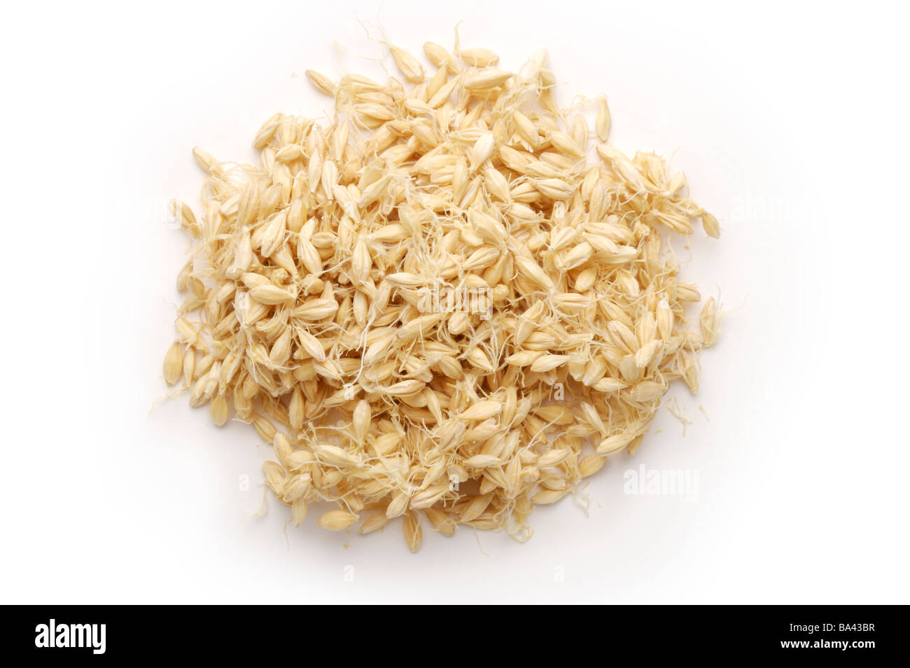 Germinated barley hi-res stock photography and images - Alamy