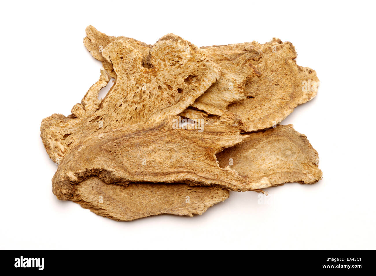 Common Aucklandia Root Stock Photo - Alamy