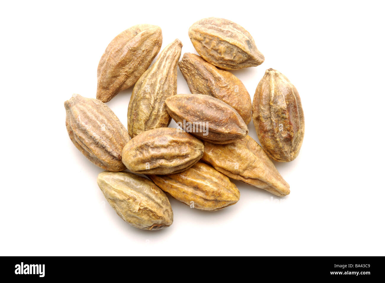 Amomum hi-res stock photography and images - Alamy