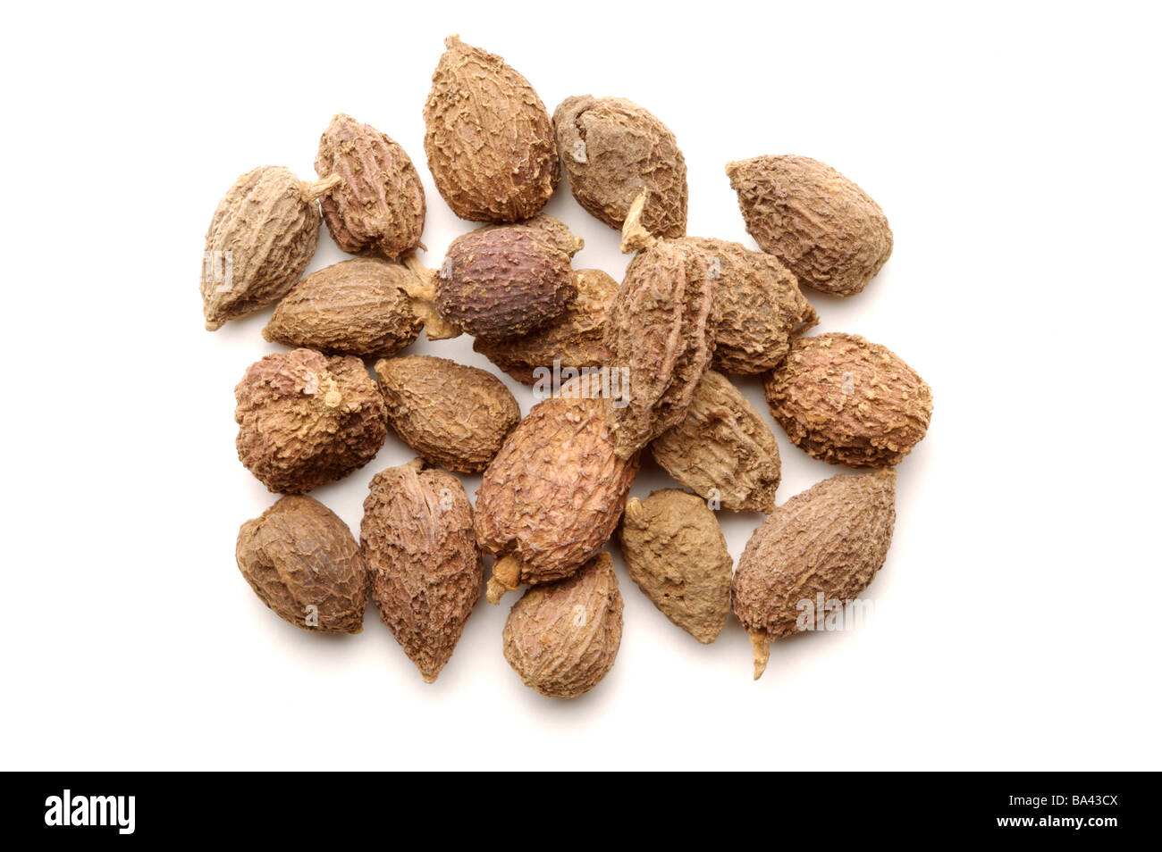 Amomum hi-res stock photography and images - Alamy