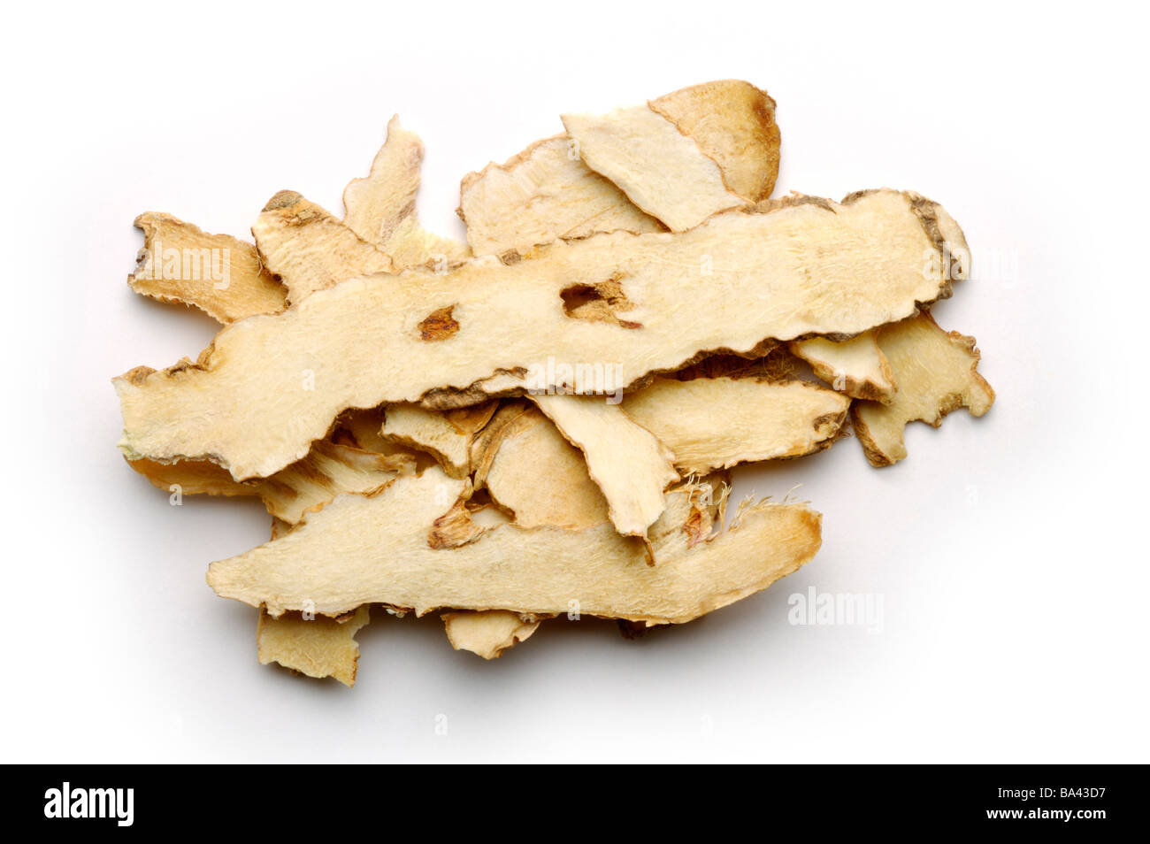 Rhizome rhizomes Cut Out Stock Images & Pictures - Alamy