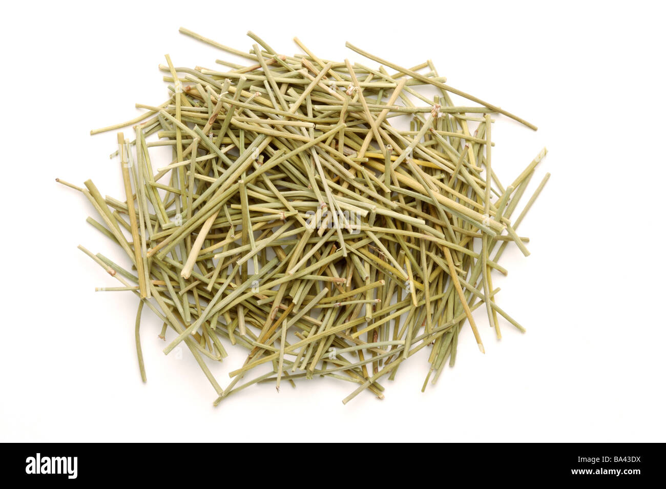 Ephedra Cut Out Stock Images & Pictures - Alamy
