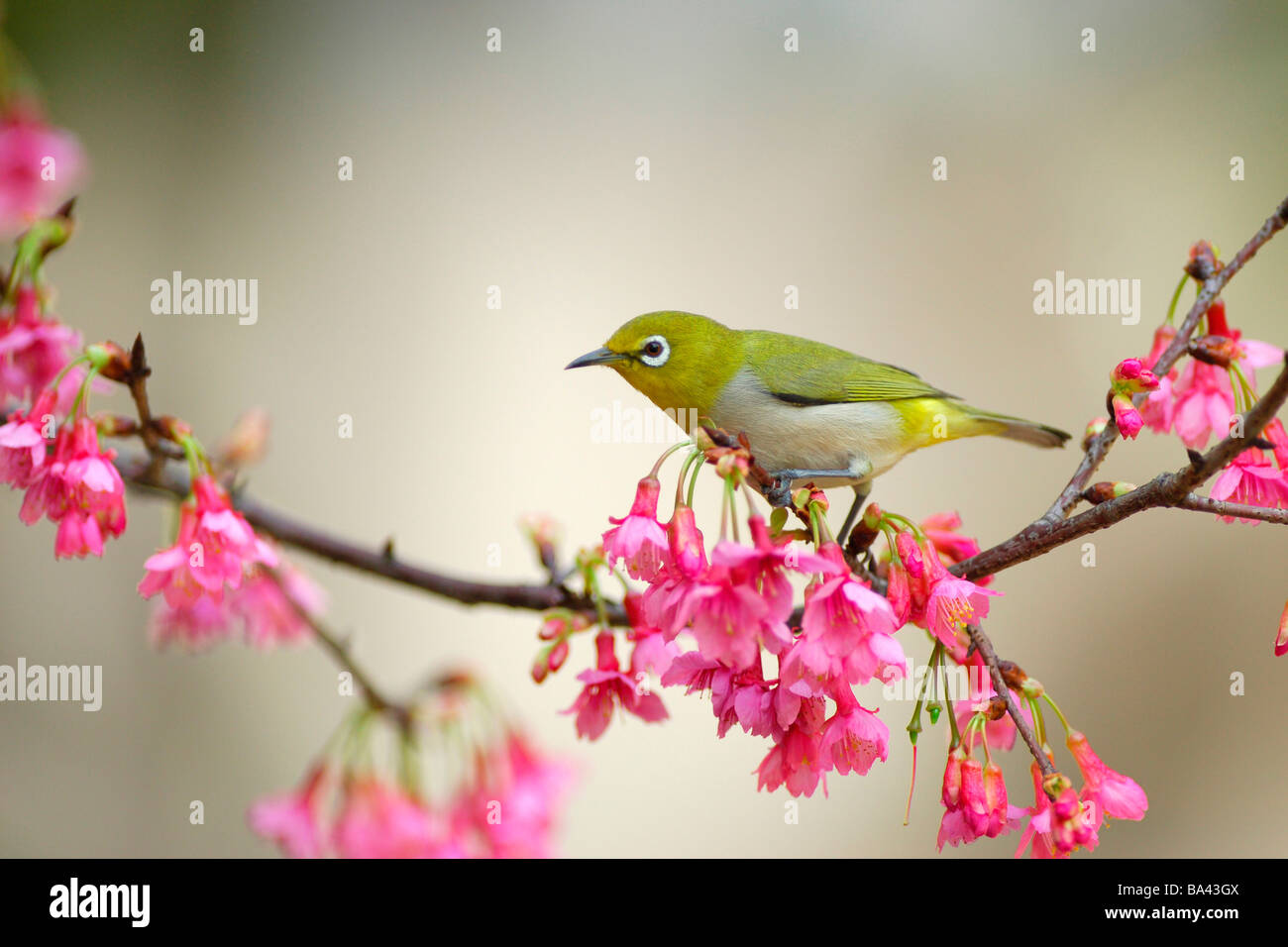 Japanese white eye perching on a cherry blossom tree branch side view ...