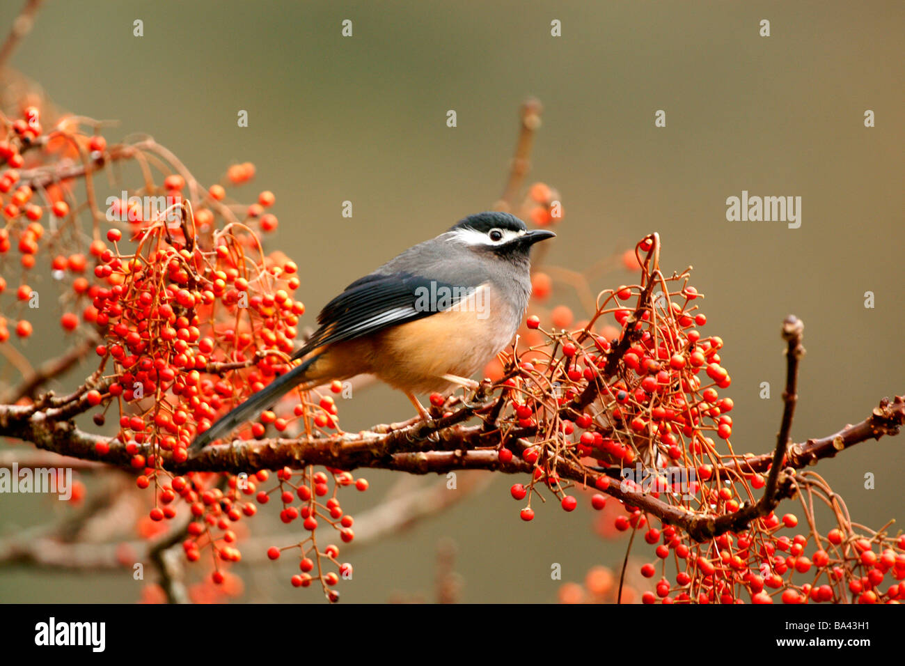 White eared sibia on branch profile Stock Photo - Alamy