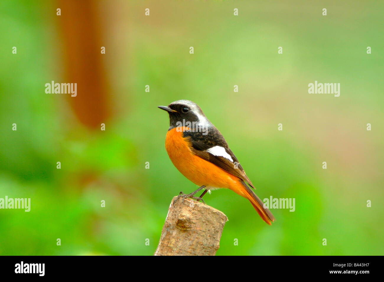 Top view tree stump hi-res stock photography and images - Alamy