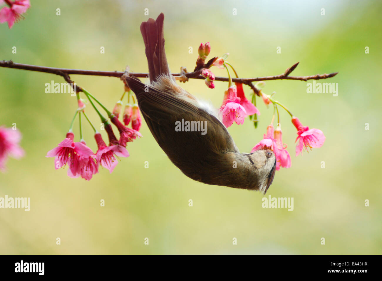 Formosan Yuhina standing reverse on cherry blossom tree branch side ...