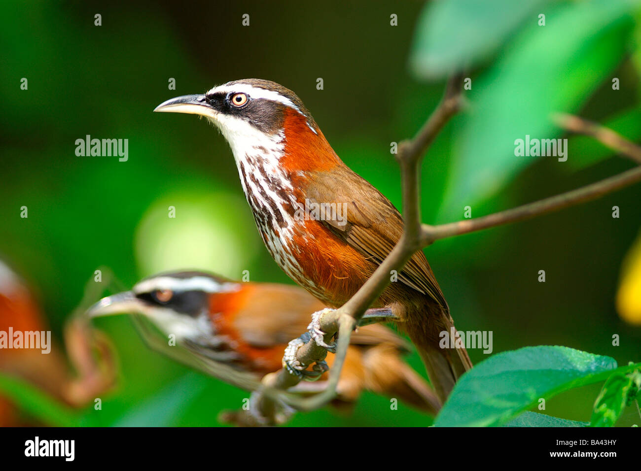 Two streak breasted scimitar babblers on branch side view Stock Photo ...
