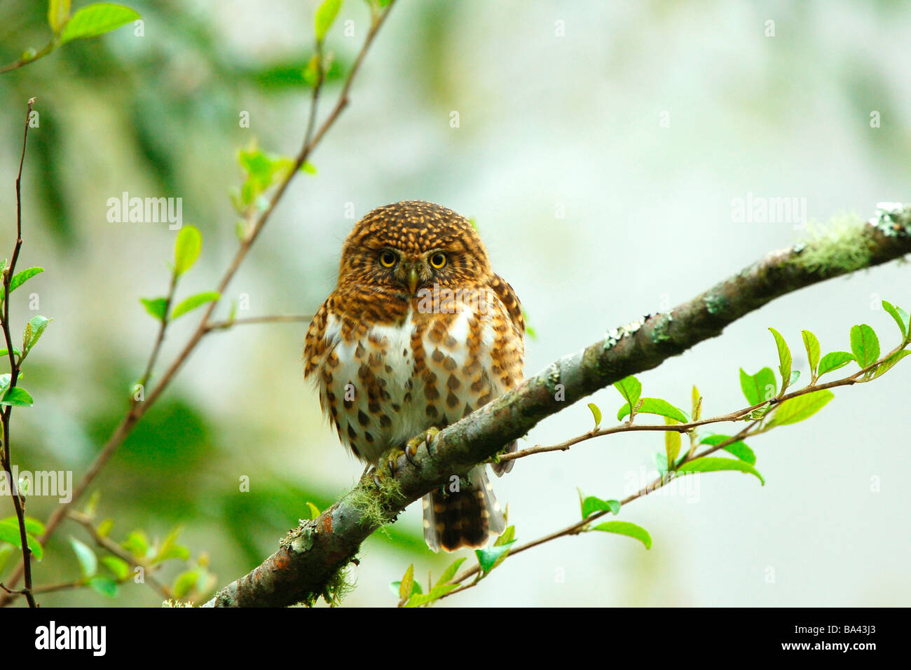 Collared owlet glaucidium brodiei hi-res stock photography and images ...