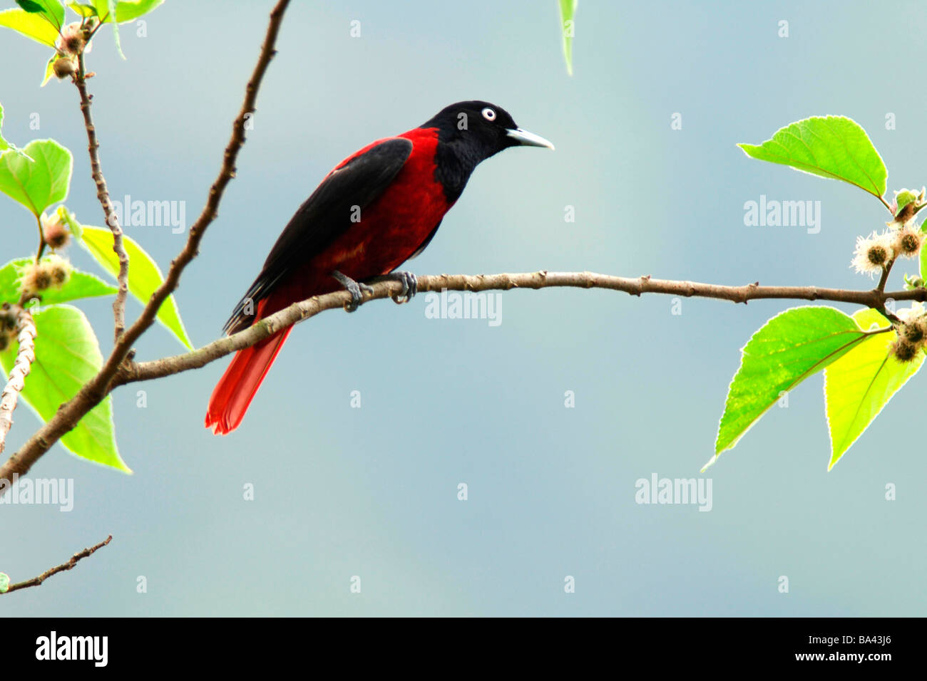 Bird on twig side view Stock Photo - Alamy
