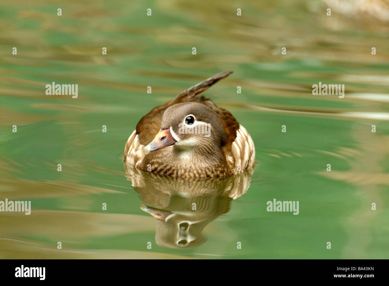 Female mandarin duck floating on water front view Stock Photo - Alamy