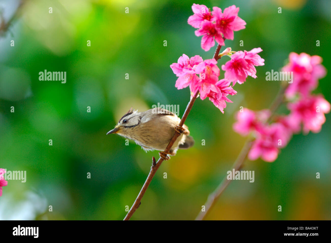 Formosan Yuhina standing on a blooming cherry tree branch side view ...