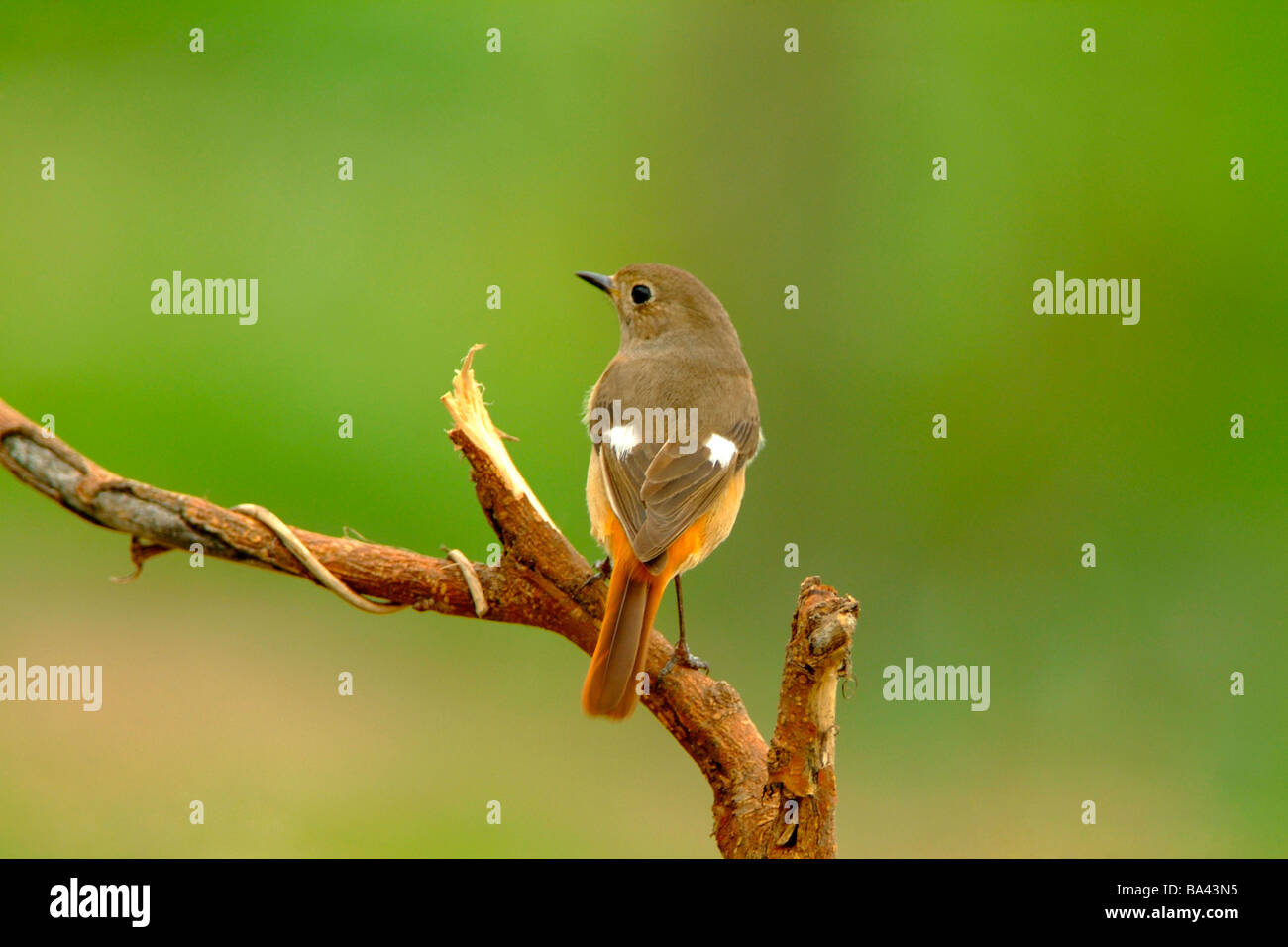 Bird standing on bare tree branch rear view Stock Photo - Alamy