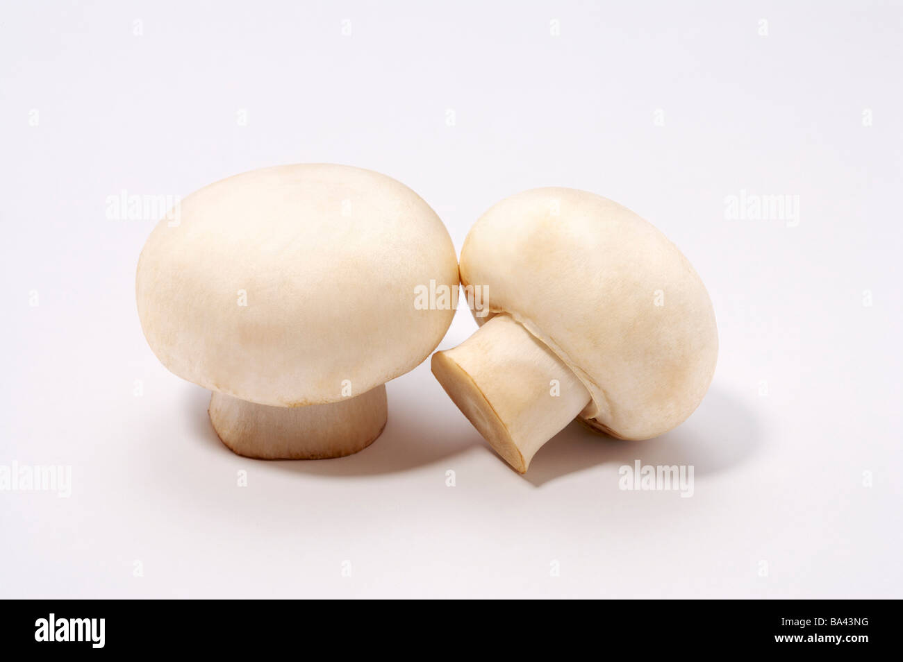 Series of mushrooms hi-res stock photography and images - Alamy