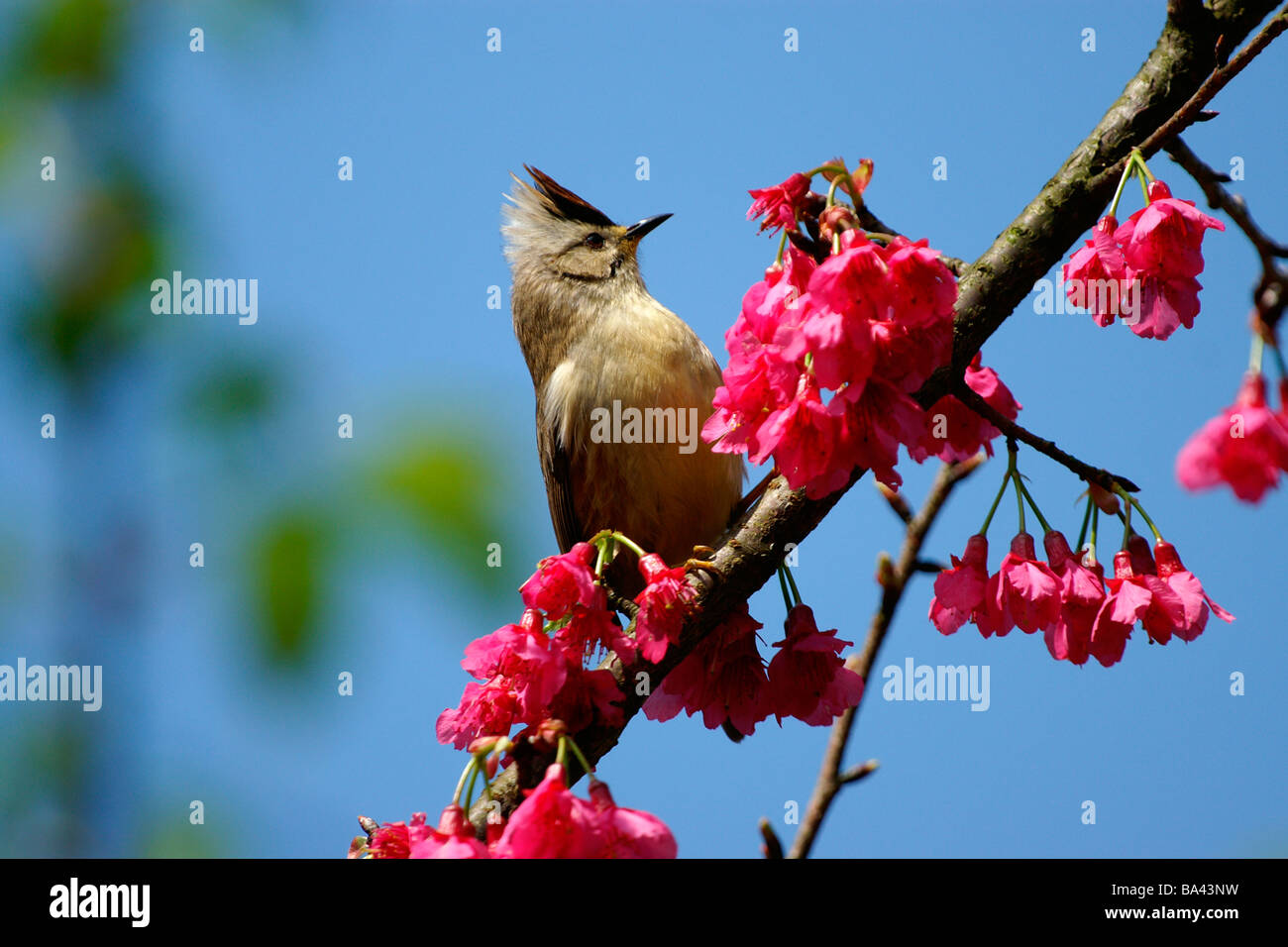 Formosan Yuhina on cherry blossom tree branch front view Stock Photo ...