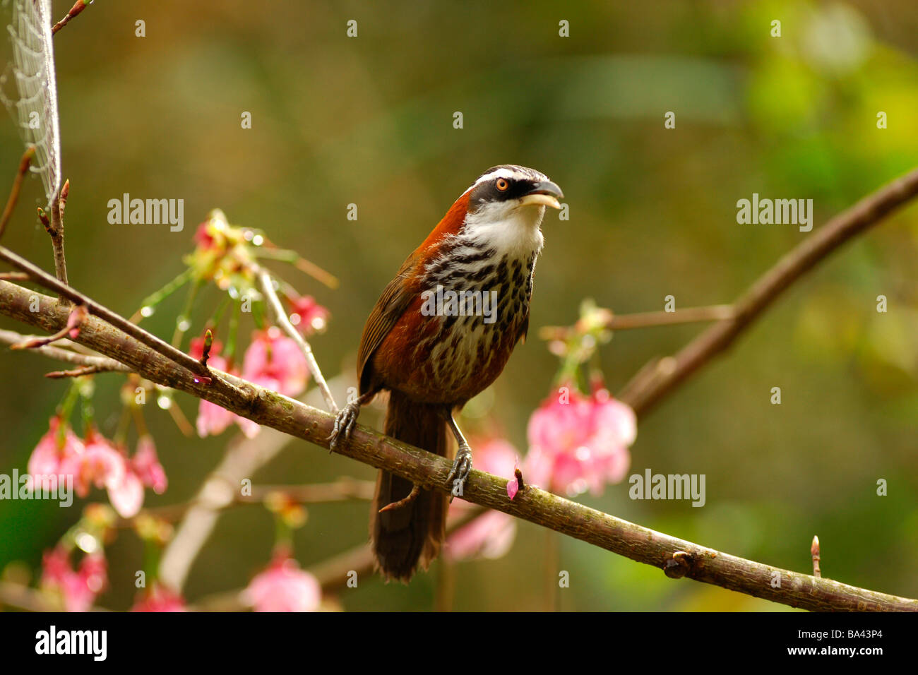 Streak breasted scimitar babble perching on cherry blossom tree branch ...