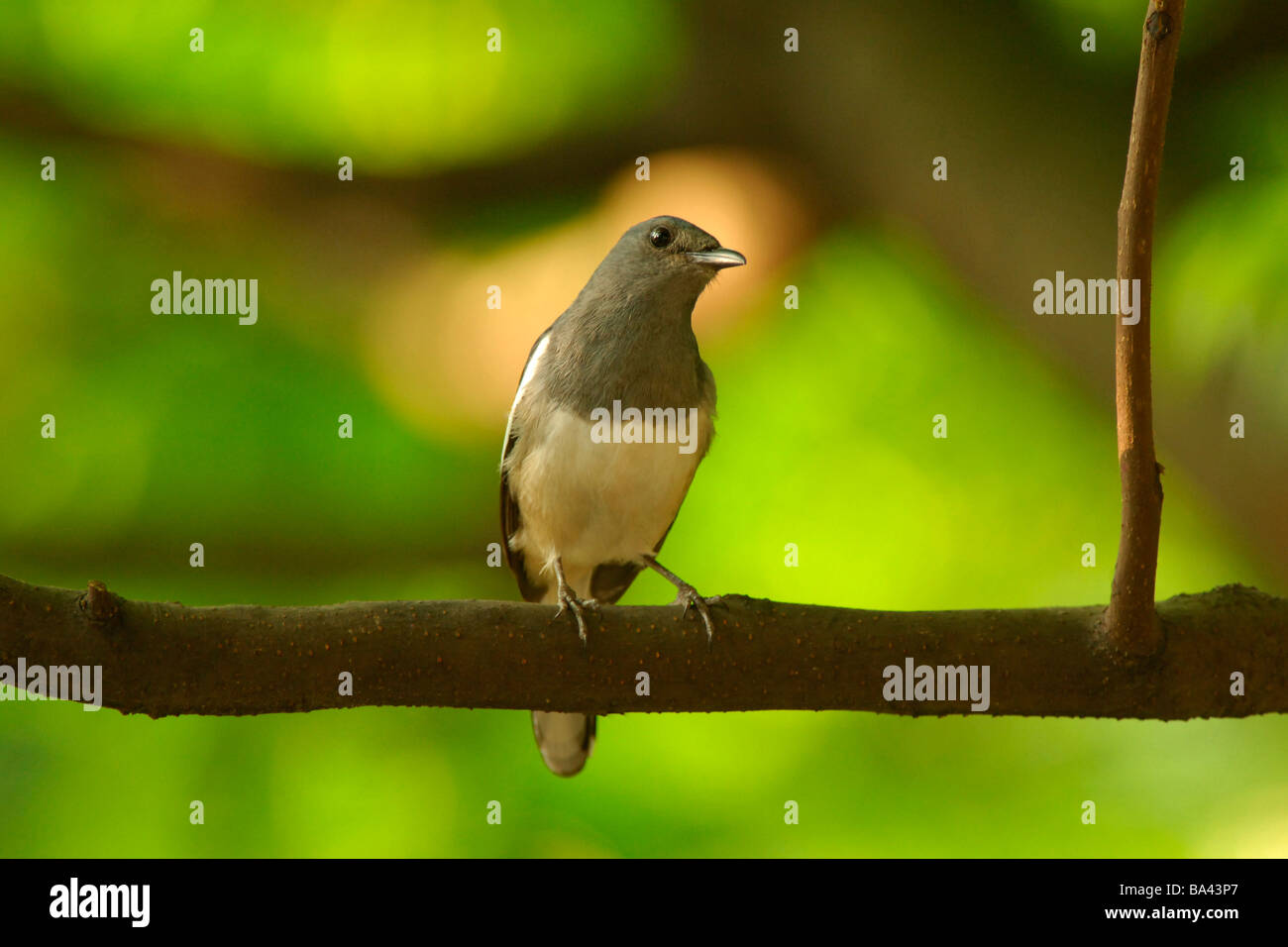 Bird on trunk front view Stock Photo - Alamy