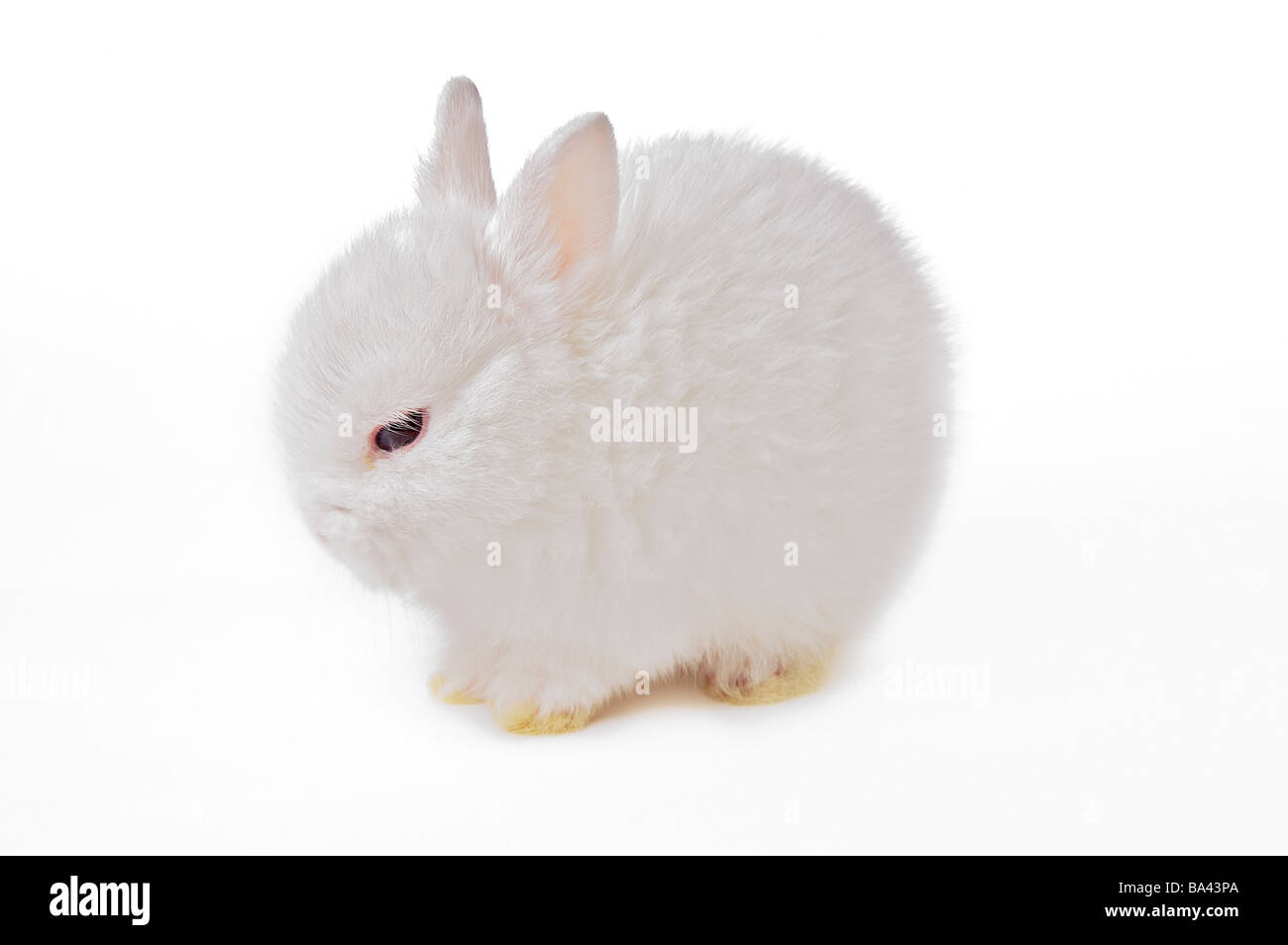 Digital rabbit hi-res stock photography and images - Alamy