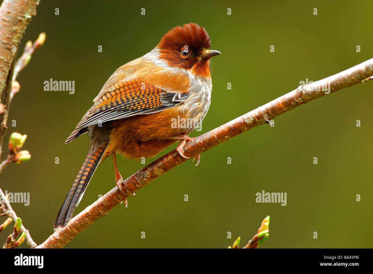 Bird perching on bare tree branch side view Stock Photo - Alamy